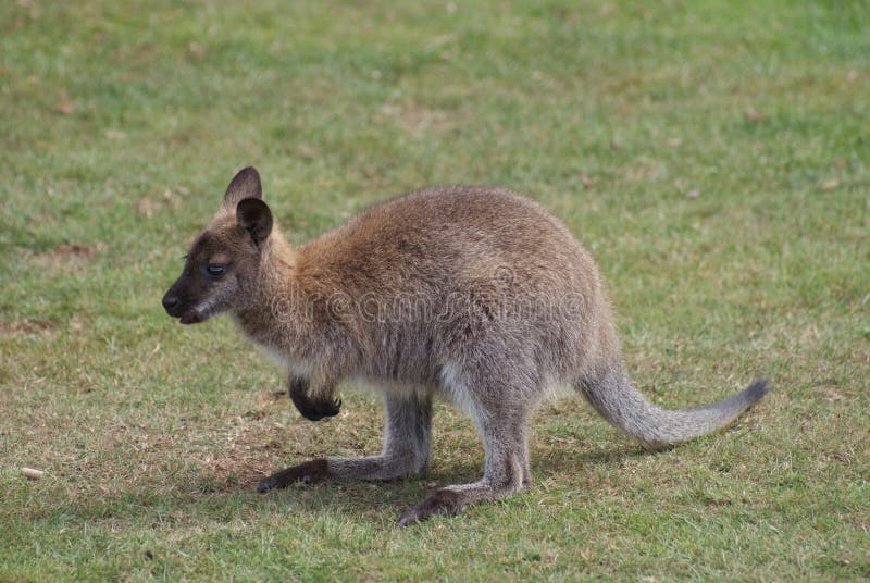 Vallaby arkivfoto. Bild av herbivor, skog, angus - 17391678
