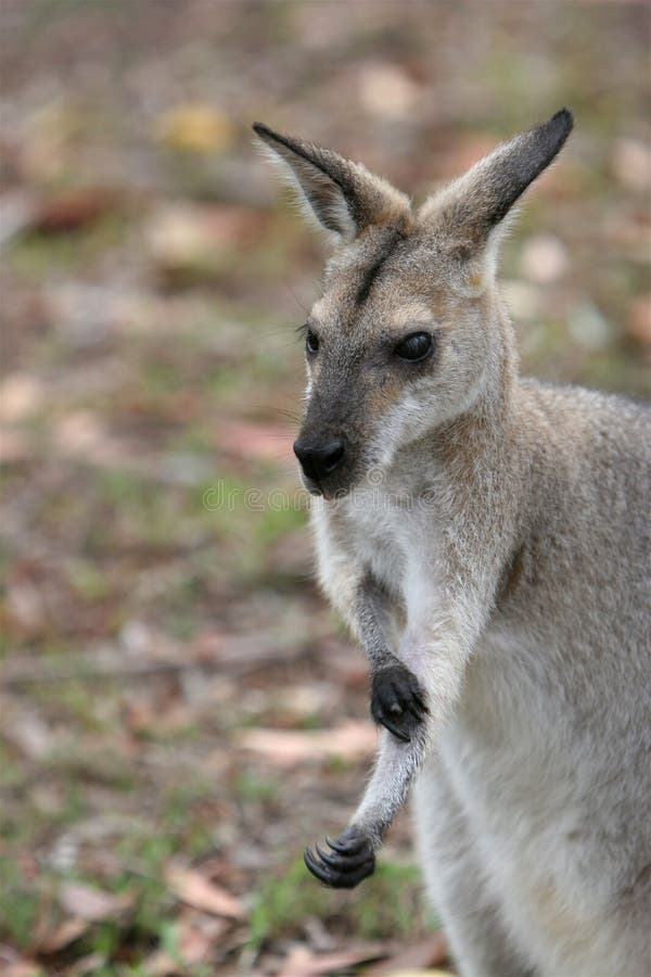 9,675 Vallaby Stock Photos - Free & Royalty-Free Stock Foton från ...