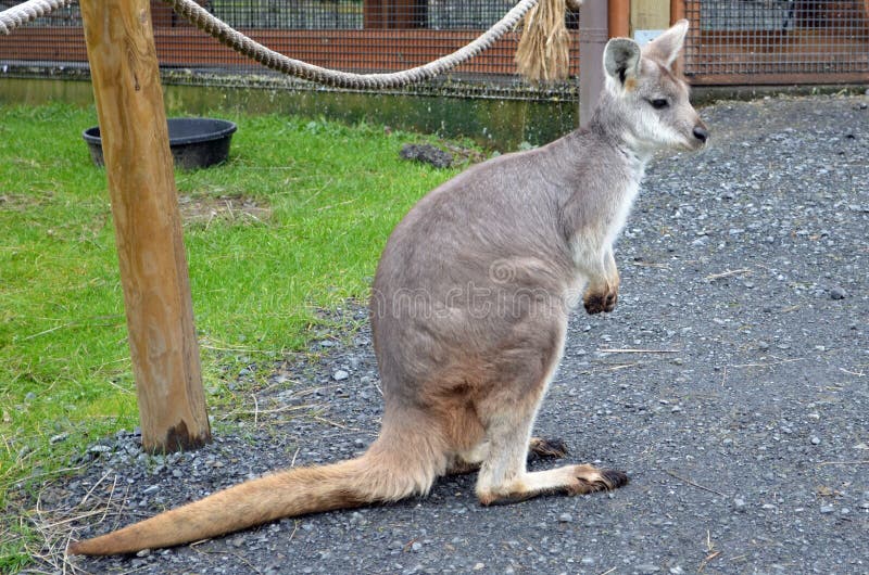 Vallaby Foton - Download 5,164 Royalty Free Photos