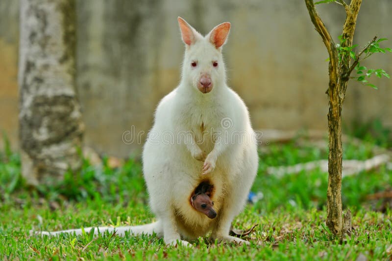 Vallaby foto de archivo. Imagen de cola, fauna, salvaje - 100255232
