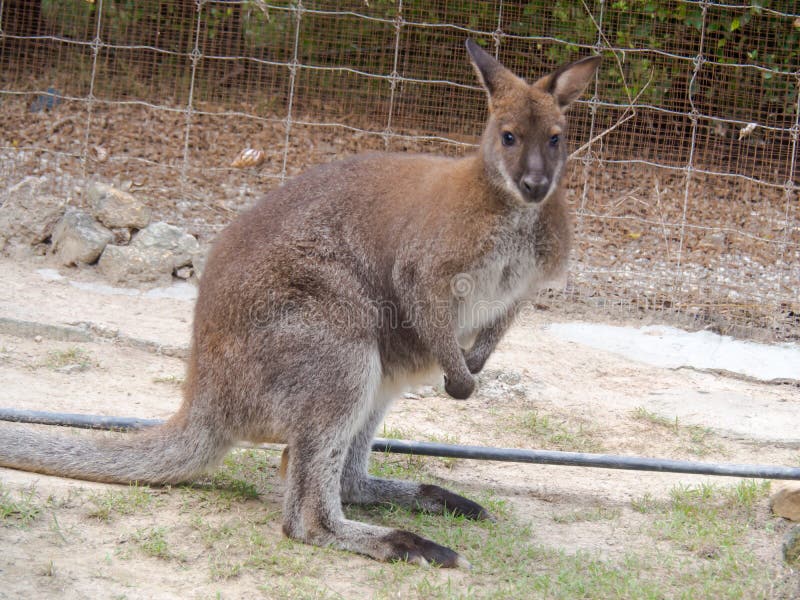 Vallaby fotografering för bildbyråer. Bild av close - 108667729