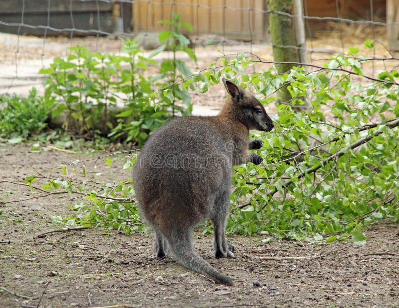 Vallaby Foton - Download 5,164 Royalty Free Photos