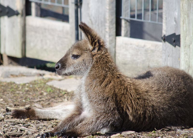 Vallaby Foton - Download 5,164 Royalty Free Photos