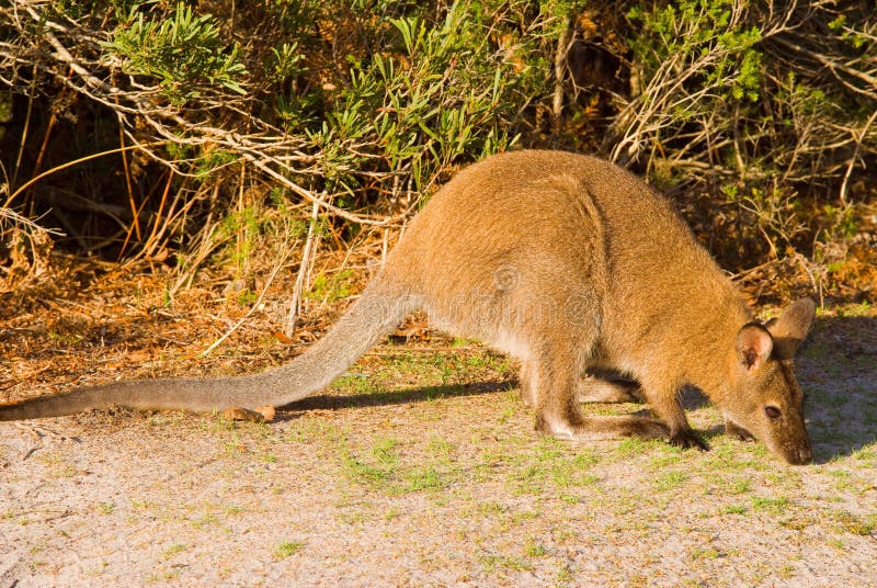 Vallaby Foton - Download 5,164 Royalty Free Photos