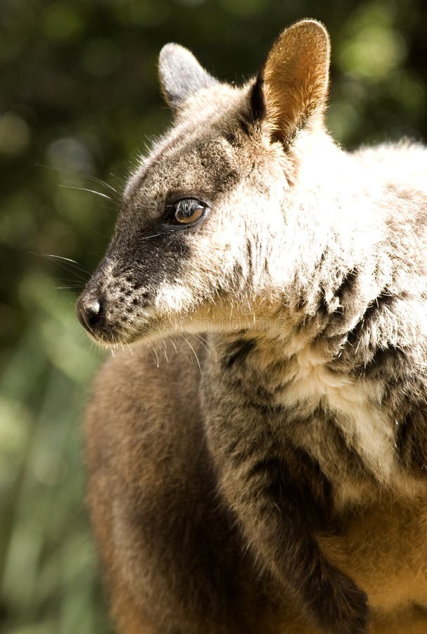 Vallaby arkivfoto. Bild av gräs, landmärke, australien - 10980194