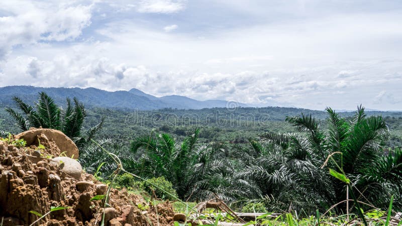 Valle De La Selva Desde Arriba Foto de archivo - Imagen de calma ...