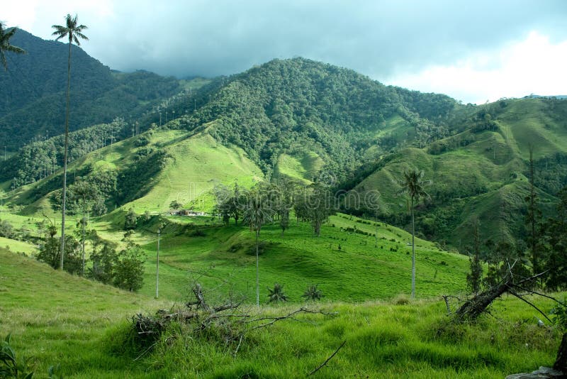 Valle Di Cocora, Le Ande, Colombia Immagine Stock - Immagine di nebbia ...