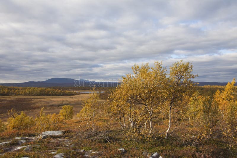 Valley with Birch Trees in Fall Stock Photo - Image of golden, european ...