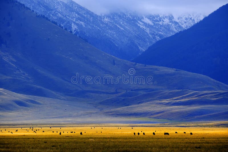 Valley with Cattle Black Cows on Pasture Ground with Mountains in ...