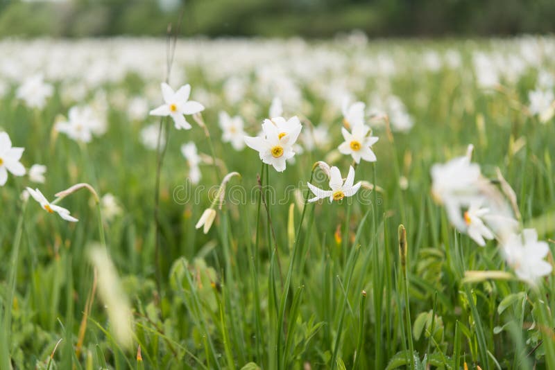 Valley of daffodils stock image. Image of nature, flora - 70528947