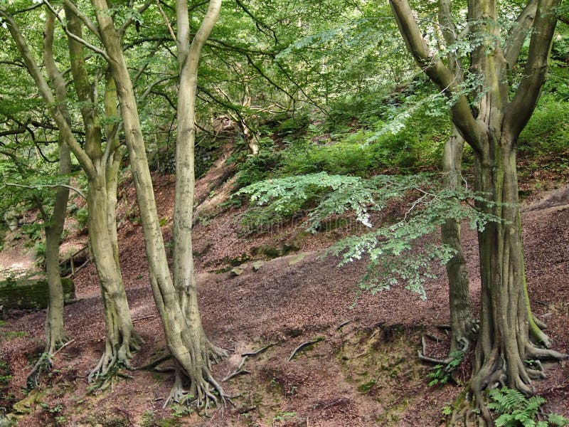 Valley floor exposed roots stock image. Image of floor - 89164911