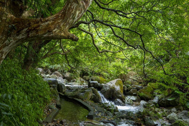 Valley, Flowing, Clean, Cool, Small Stream Stock Image - Image of ...