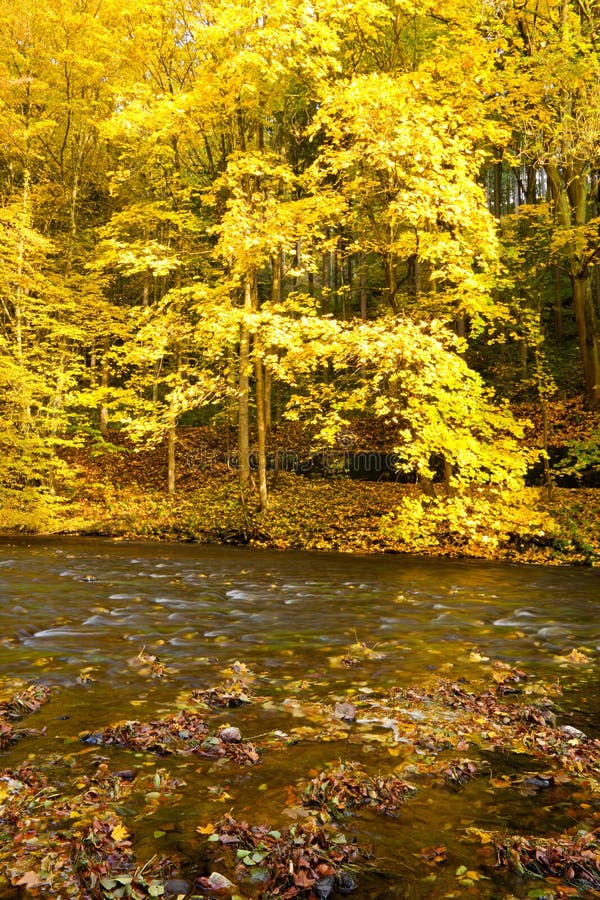 Valley in the forest stock image. Image of path, flora - 80633981