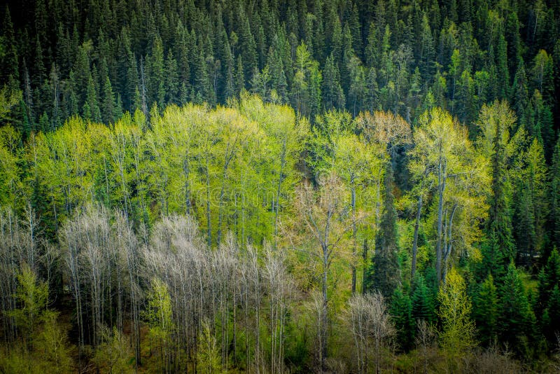 Valley Forest stock image. Image of timber, outdoors - 93011777