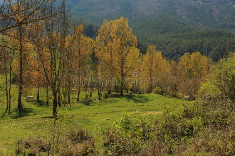 The Valley Full of Tall Dry Trees Stock Photo - Image of full ...