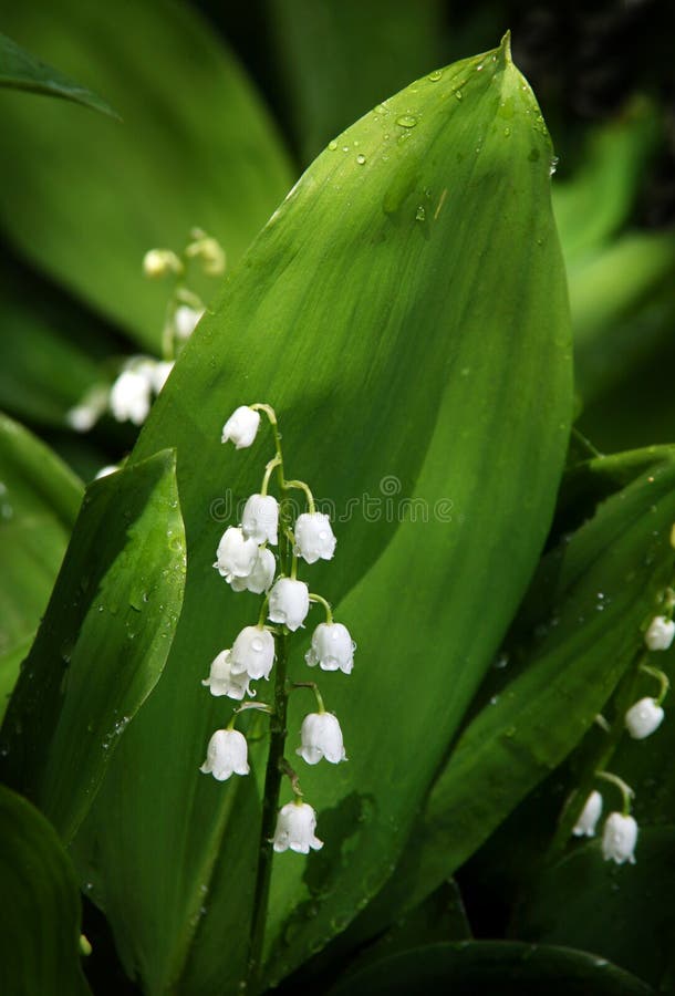 Valley garden flower stock image. Image of valley, green - 16419405