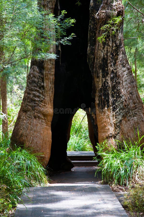 Valley of the Giants stock photo. Image of australian - 19304342