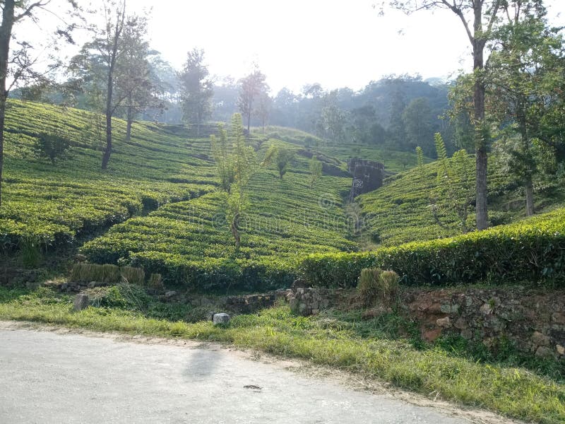Valley green of tea stock image. Image of vegetation - 213799343