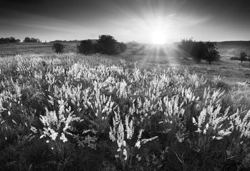 The Valley of High Grass. Monochrome Colors Stock Photo - Image of ...