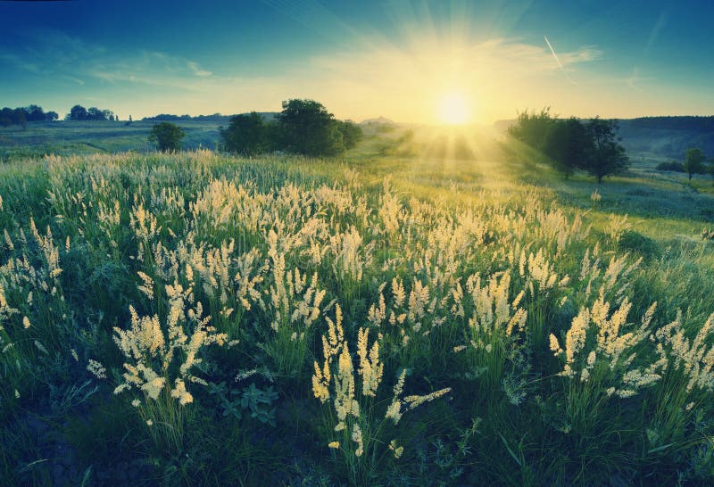 The Valley of High Grass. Monochrome Colors Stock Photo - Image of ...