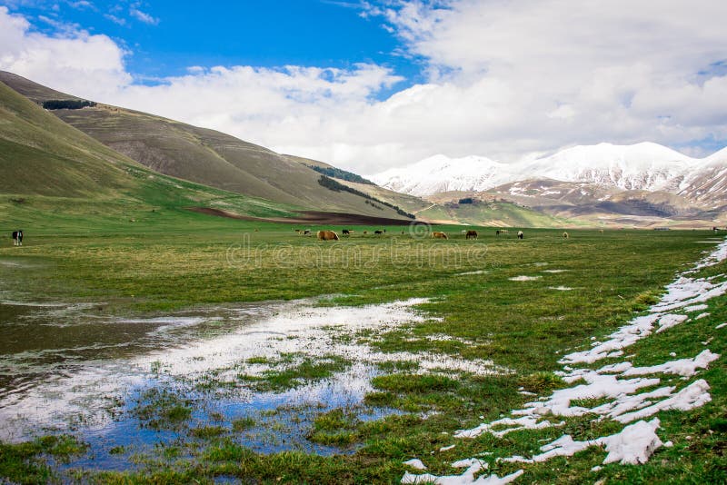 Valley, Lake, Animals and Mountains Stock Image - Image of italy, herb ...