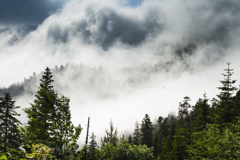 Valley mist stock image. Image of europe, mist, trees - 58009651