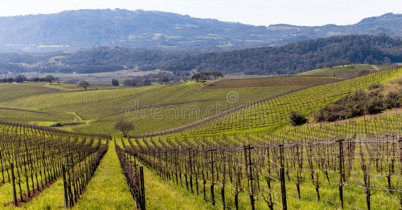 Valley of the Moon Vineyard Panoramic in Spring Stock Photo - Image of ...