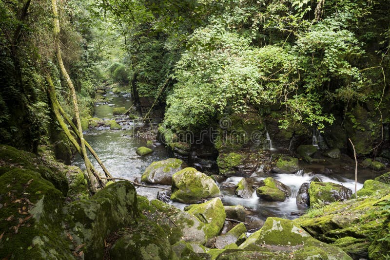 Valley between mossy rocks stock image. Image of branch - 114689417