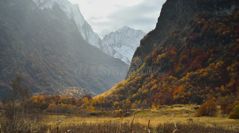Somber morning stock photo. Image of forest, morning - 55945716