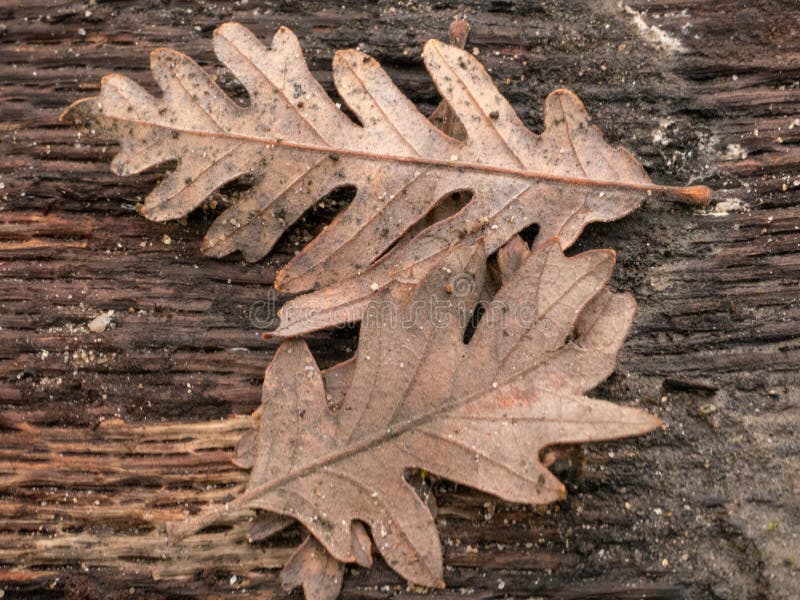 Valley Oak Leafs Fallen on Log Stock Image - Image of close, macro ...