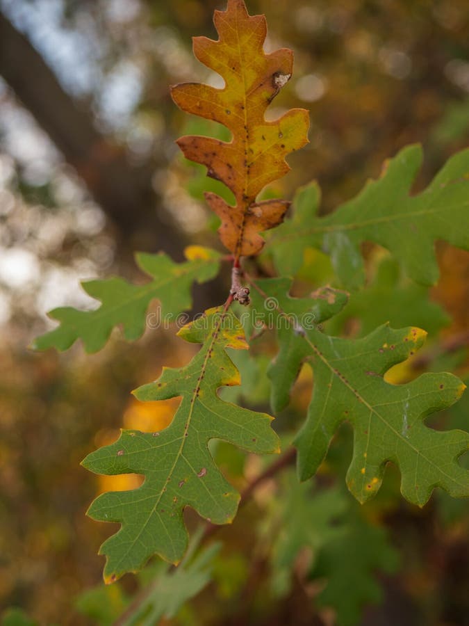 Valley Oak Leaves Close Up Starting To Fade Fall Stock Image - Image of ...