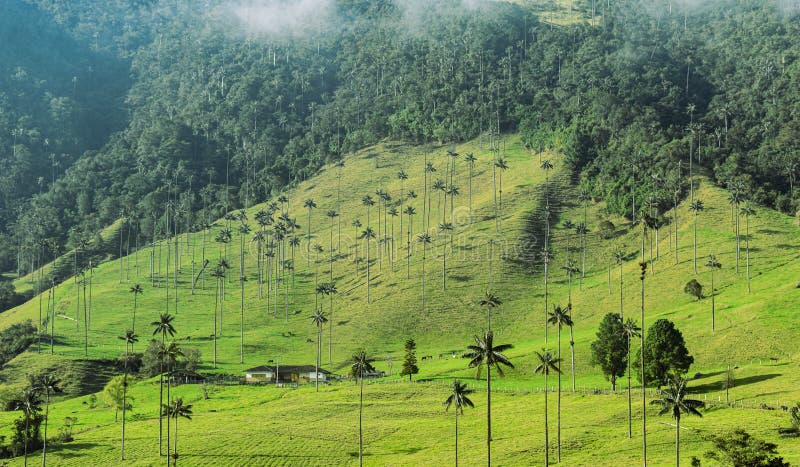 Valley of Palm Trees in the Middle of the Forest Stock Image - Image of ...