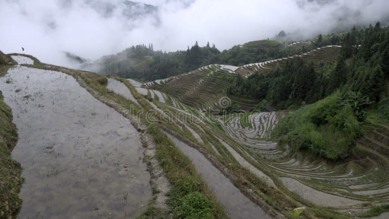 Valley of Rice Farming Ping an China Stock Video - Video of food ...