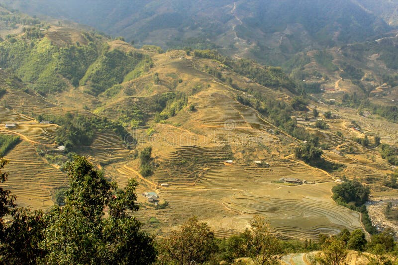 A Valley with Rice Fields. Rice Multi-stage Gardens Stock Photo - Image ...