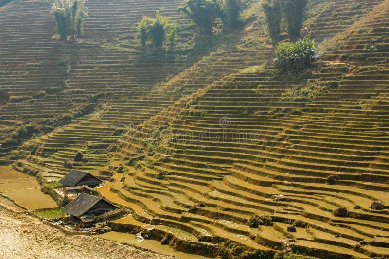 A Valley with Rice Fields. Rice Multi-stage Gardens Stock Photo - Image ...