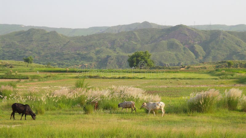Valley of Salt Range Mountains Stock Image - Image of mountains, range ...
