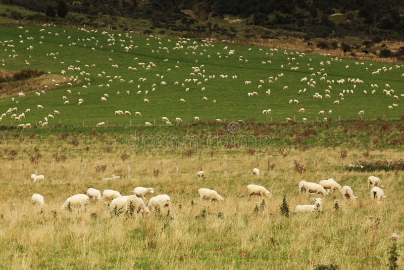 Tasmanian sheep stock image. Image of farm, sheep, scenery - 253587