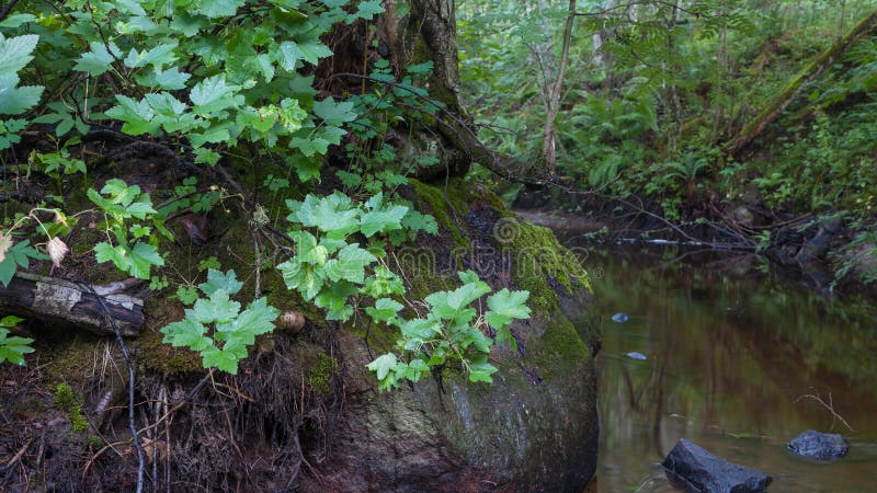 The Valley of a Small River Stock Photo - Image of water, stone: 127270698
