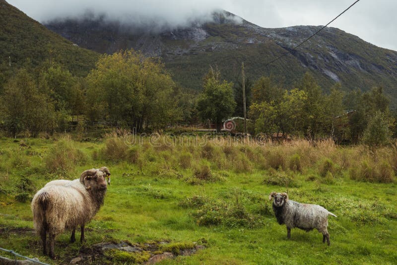 Valley Surrounded by Greenery with Sheep Standing on Grass and ...