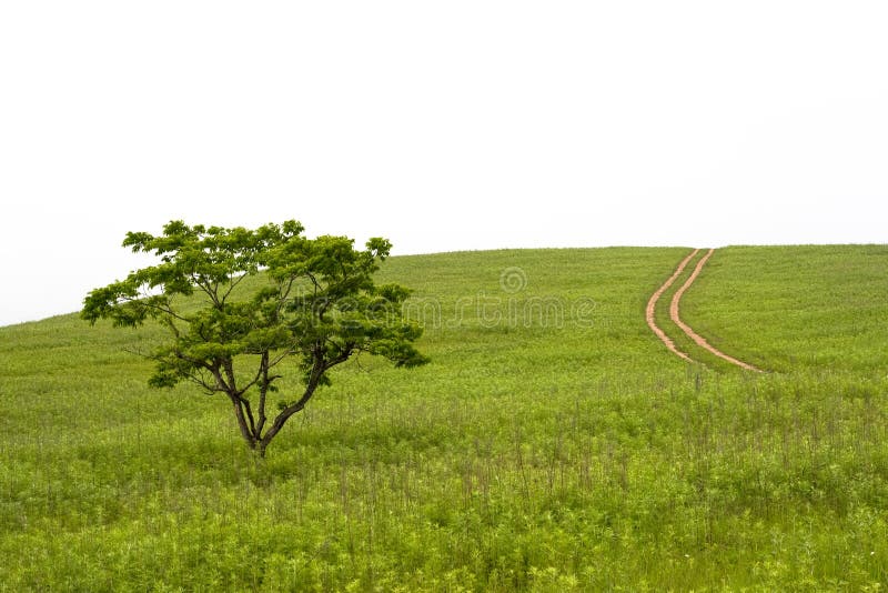 Valley with tree and lane stock image. Image of single - 3043373