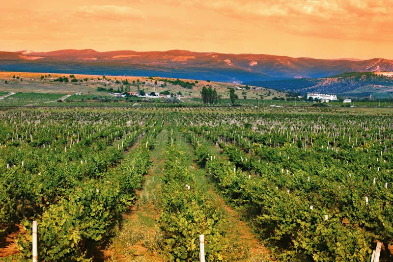 Wineplants stock image. Image of wine, valley, river, cudgegong - 2207373