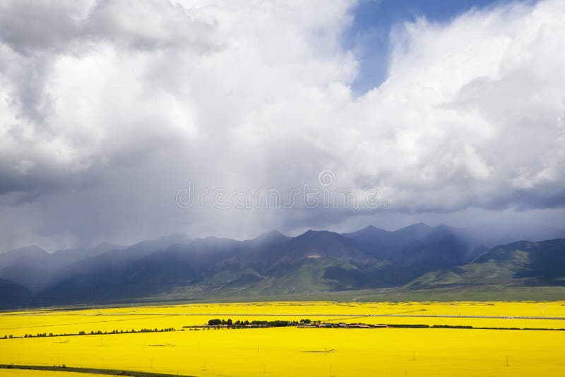 Valley of yellow flowers stock photo. Image of bloom - 91006170