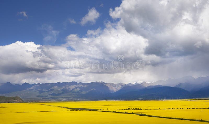 Valley of yellow flowers stock photo. Image of adventure - 91006186
