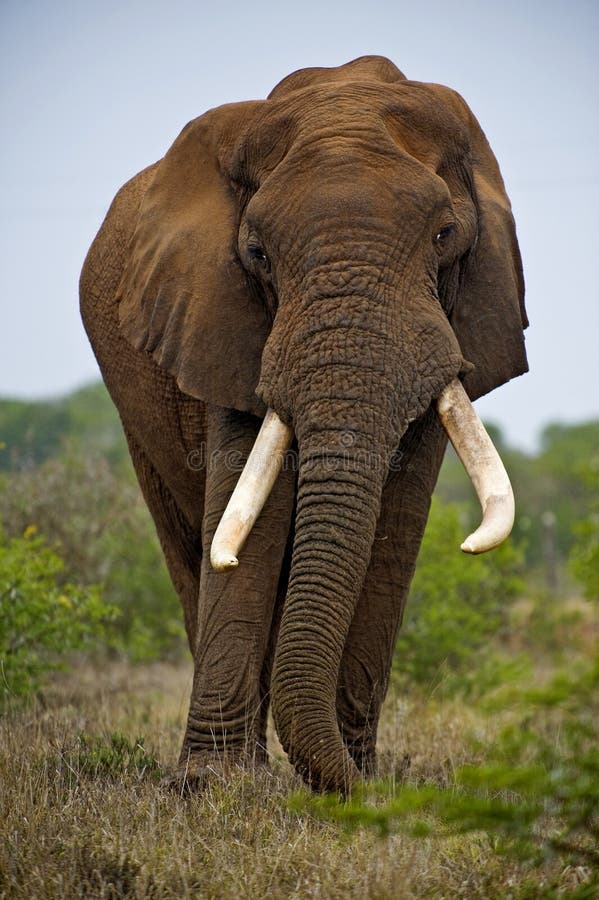 Valli Moosa2 stock photo. Image of leader, fearful, intimidating - 7277382