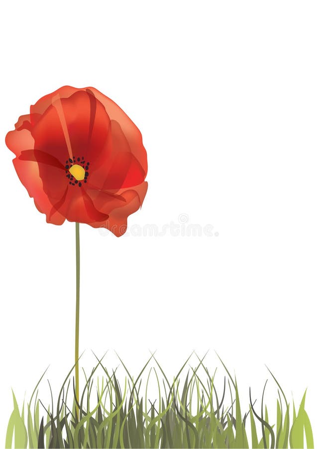 Iceland vallmo fotografering för bildbyråer. Bild av archy - 14867709