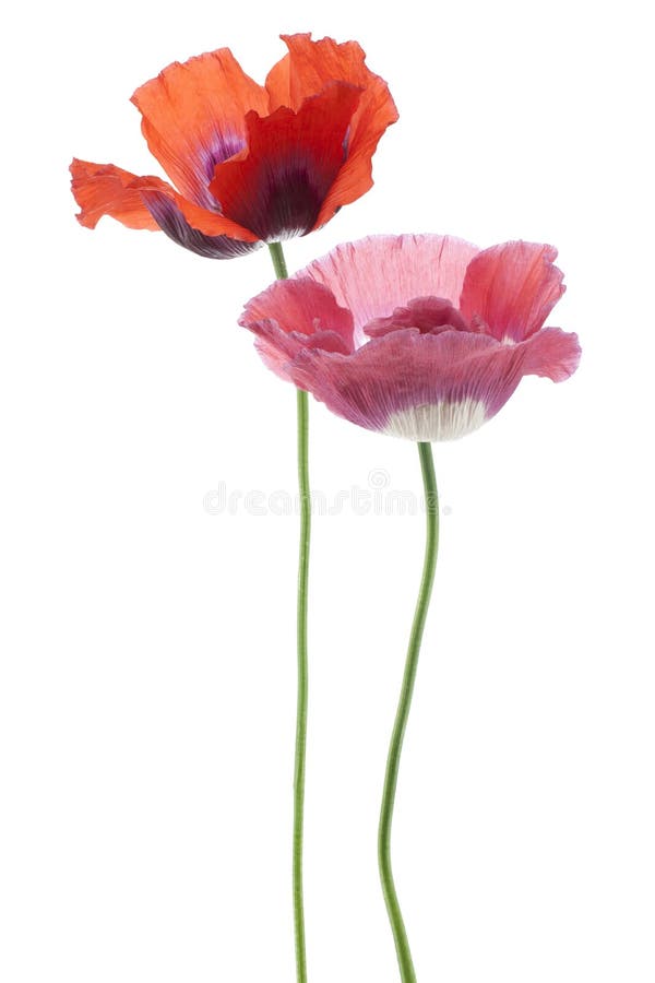 Vallmo fotografering för bildbyråer. Bild av ordnings - 35316353