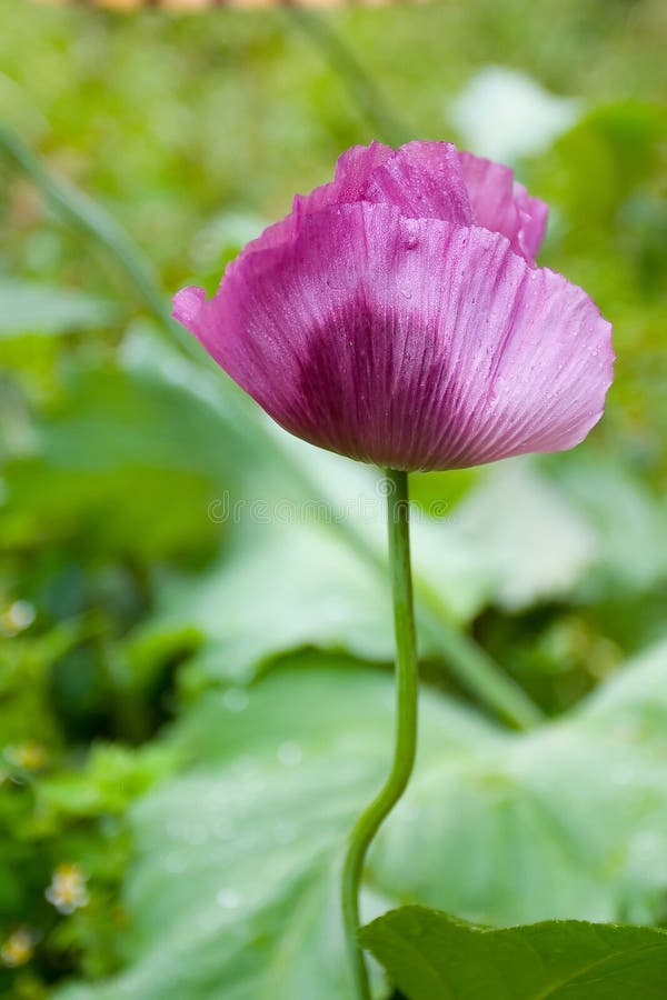 Giftig Blomma materielbilder - royalty för nedladdning 677 frigör foto