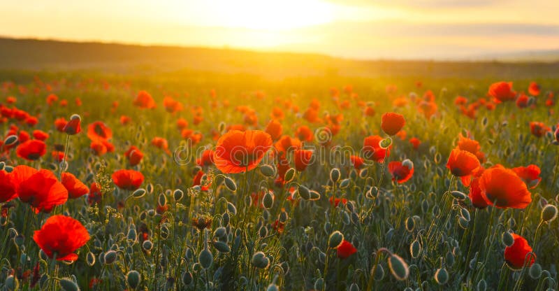 Vallmo arkivfoto. Bild av fält, lantligt, blommor, gräs - 62552712