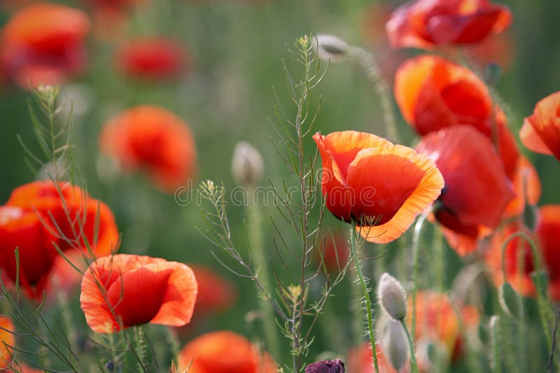 Blomma vallmo arkivfoto. Bild av blomma, rött, vallmo - 5406104