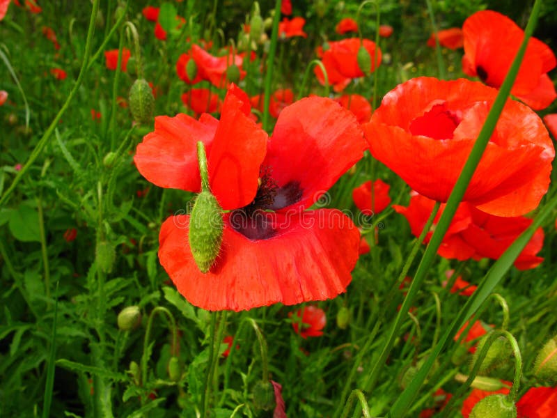 Vallmo fotografering för bildbyråer. Bild av afton, lampa - 77917767